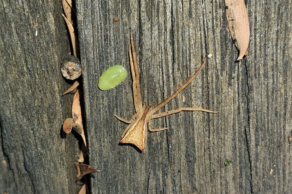 Trapezoid Crab Spider in February 2022 by Garry French. Located within ...