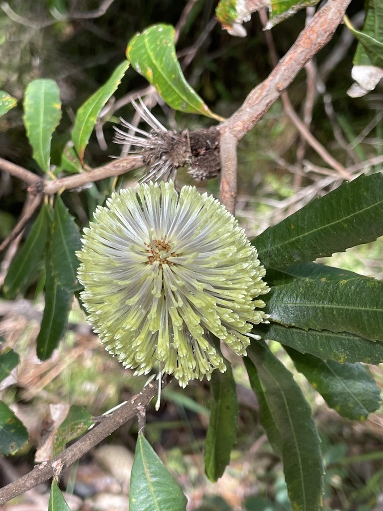 Rusty Banksia (Logan RE 12.8.19 Flora) · iNaturalist