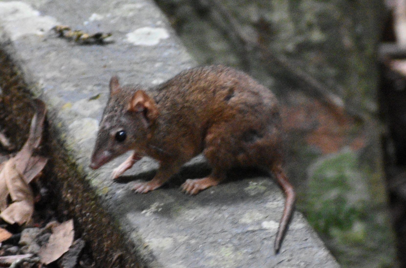 Antechinus godmani (Thomas, 1923)
