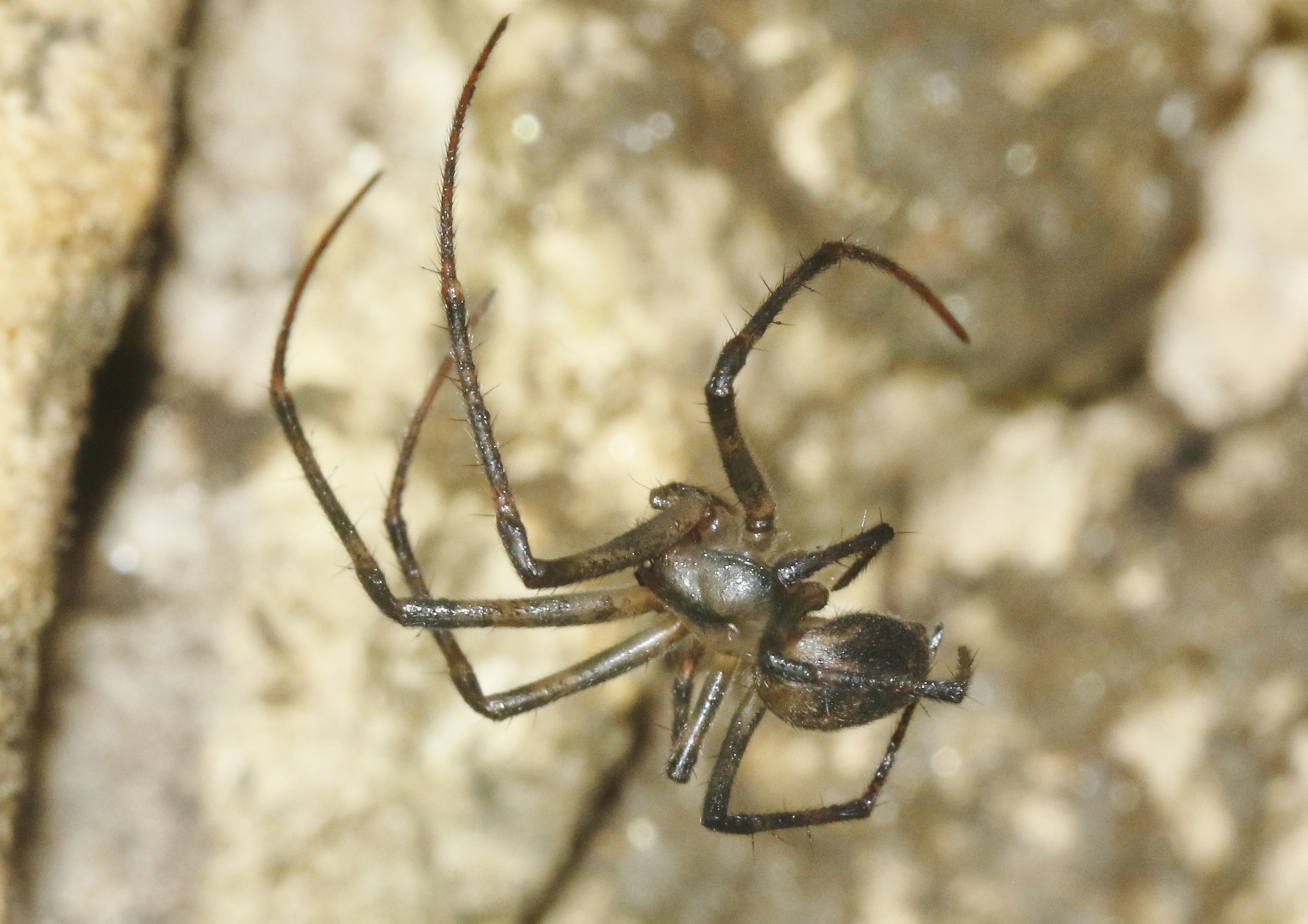 Meta dolloff Levi, 1980