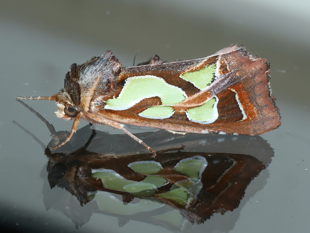 Green-blotched Moth from Hawdon St, Ainslie ACT 2602, Australia on ...