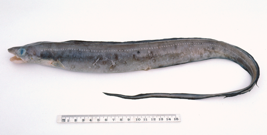 Uroconger lepturus from 11 n.miles ENE of Newcastle Harbour entrance ...