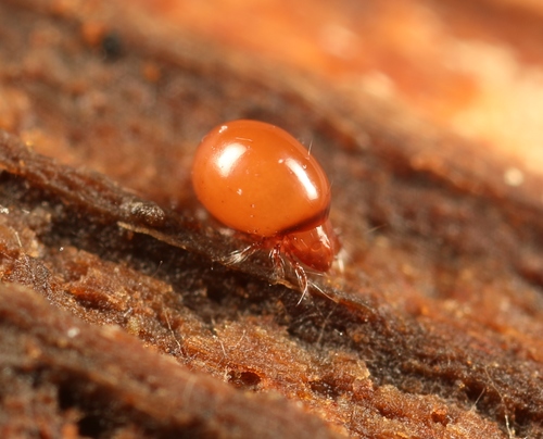 (Phthiracarus)