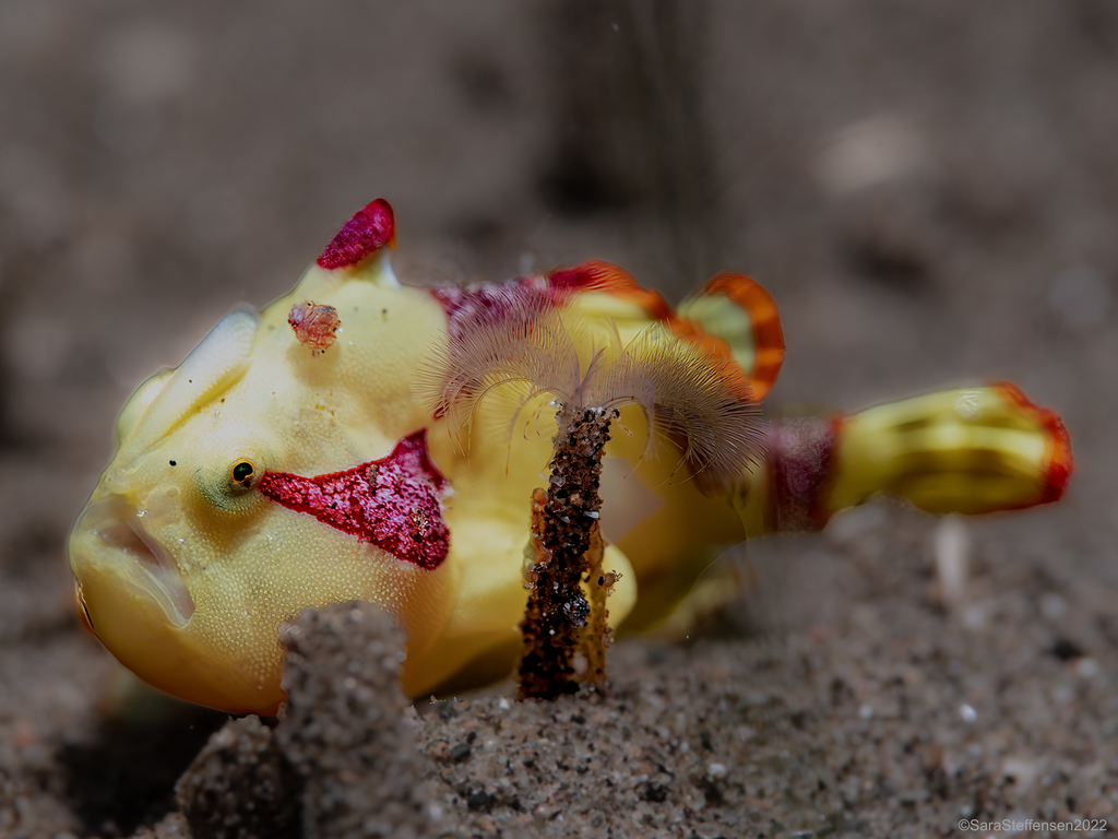 Warty Anglerfish from Dauin, Philippines on December 30, 2018 at 10:01 ...
