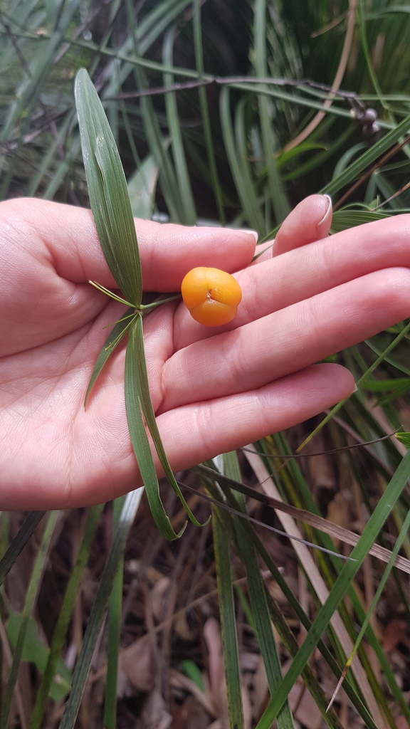 Wombat Berry from Beerburrum QLD 4517, Australia on February 13, 2022 ...