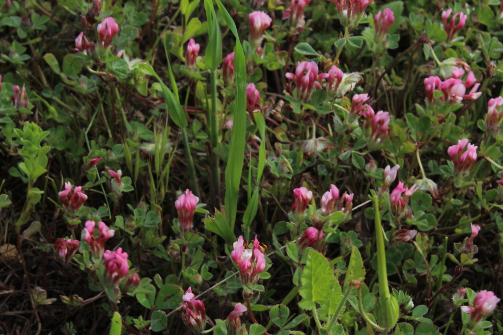 woolly round-head clover from Modi'in-Maccabim-Re'ut, Israel on March 2 ...