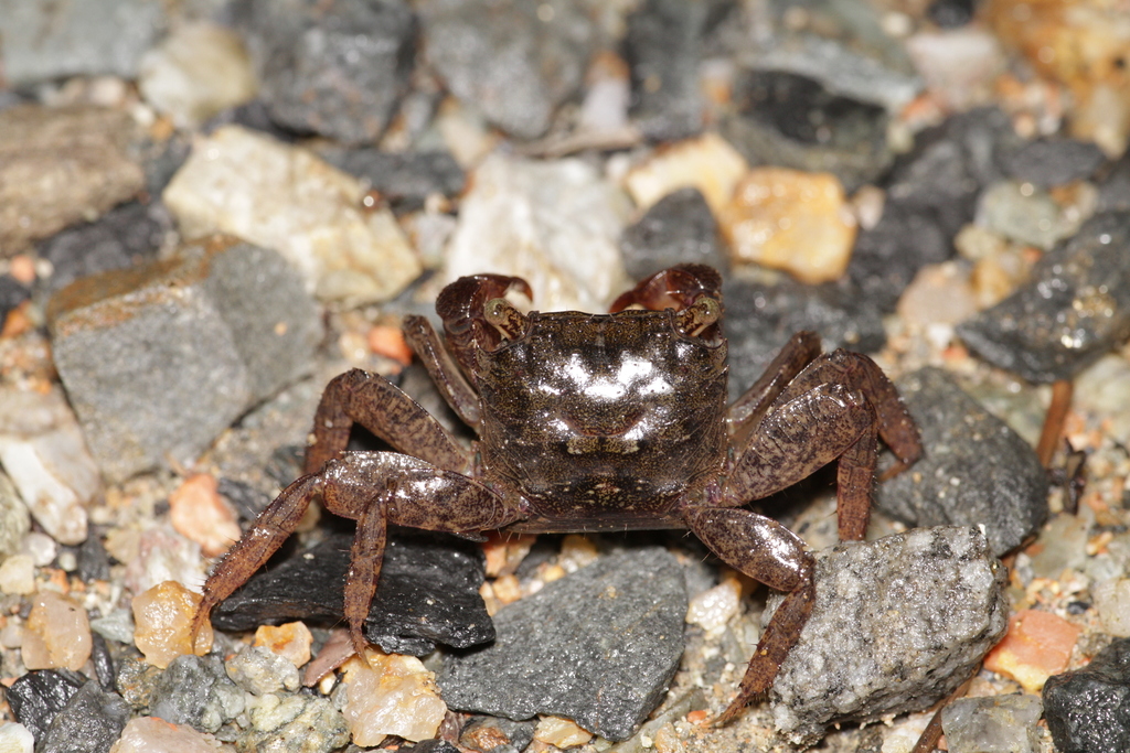 Parasesarma longicristatum from オーストラリア クイーンズランド ケアンズ on January 27 ...