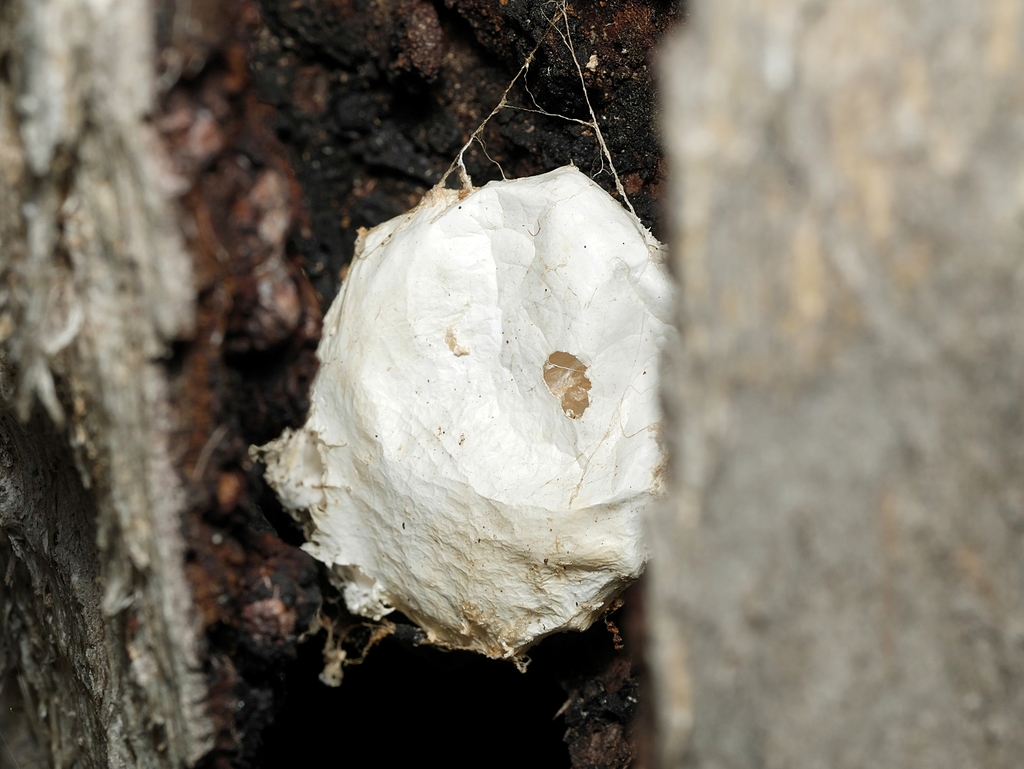 Huntsman Spiders from Melbourne VIC, Australia on March 2, 2022 at 04: ...