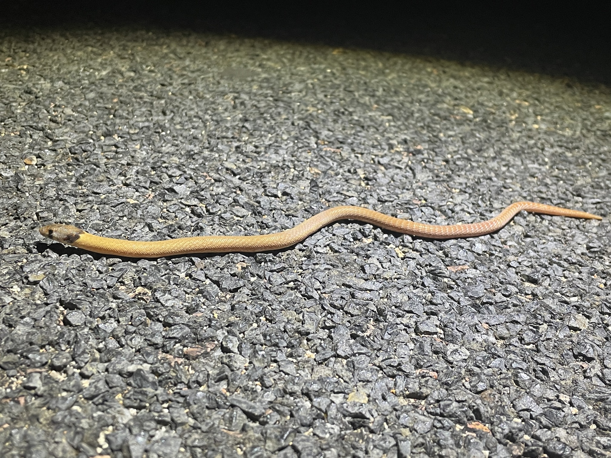 Pygopus steelescotti James, Donnellan & Hutchinson, 2001