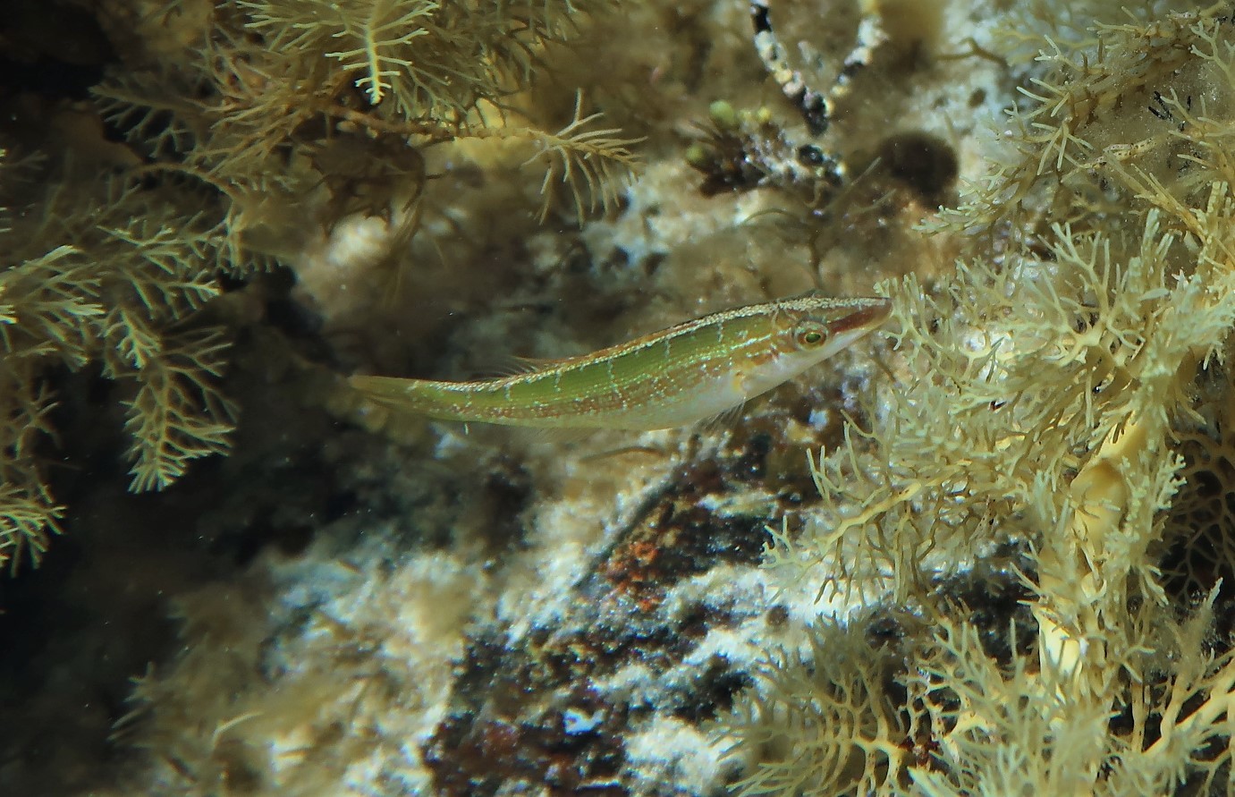 Haletta semifasciata (Valenciennes, 1840)