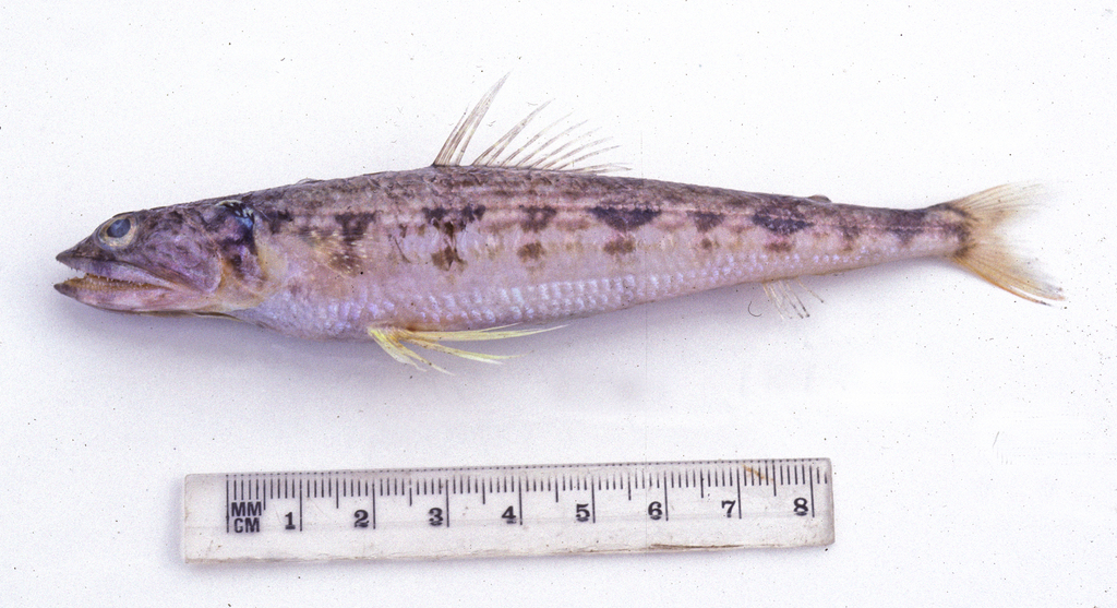 Tectus Lizardfish (Synodus tectus) - Marine Life Identification