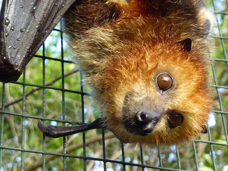 Greater Mascarene flying fox (Bats of Africa) · iNaturalist