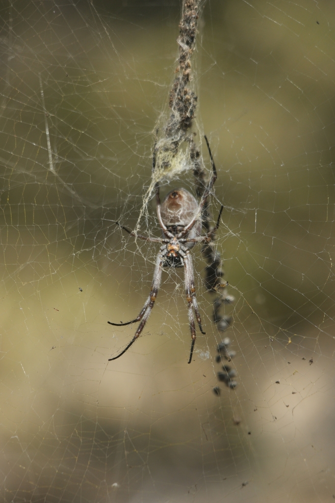 Australian Golden Orbweaver from Rottnest Island WA 6161, Australia on ...