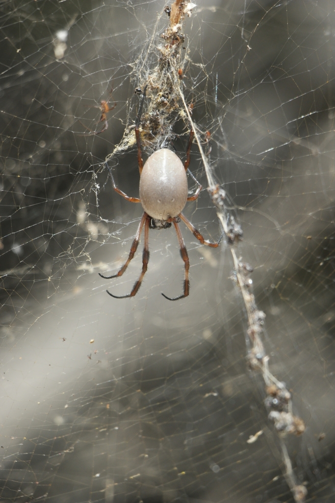 Australian Golden Orbweaver from Rottnest Island WA 6161, Australia on ...