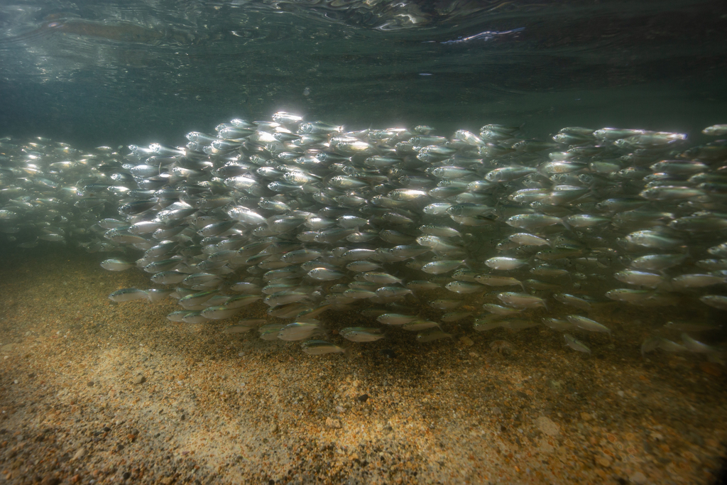 Atlantic Menhaden from Gloucester, MA, USA on October 06, 2021 at 03:38 ...