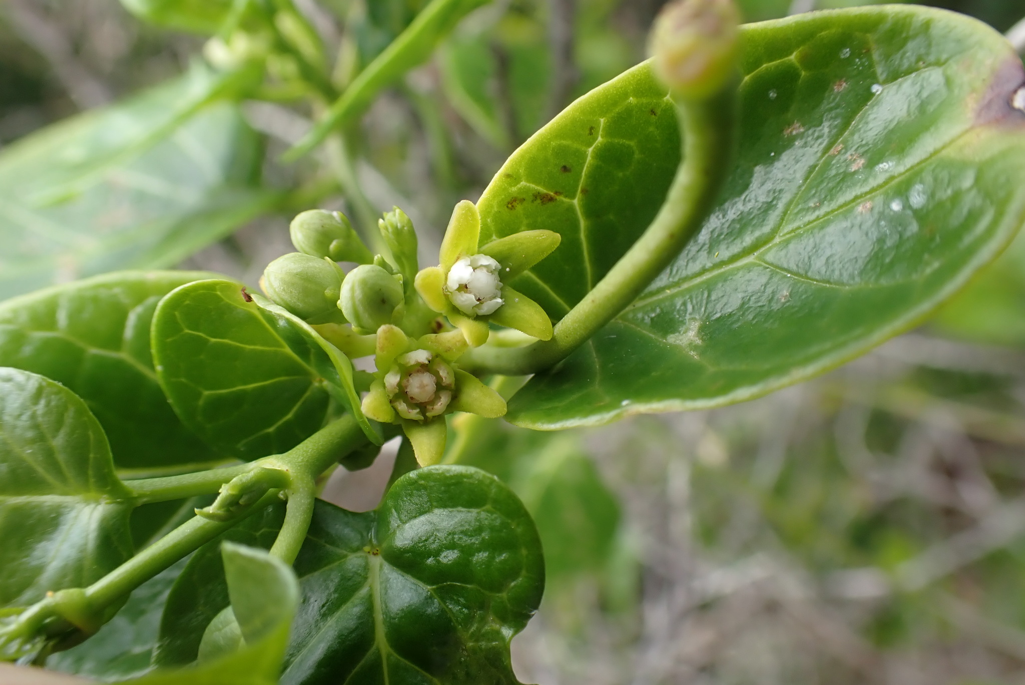 Cynanchum obtusifolium L.fil.