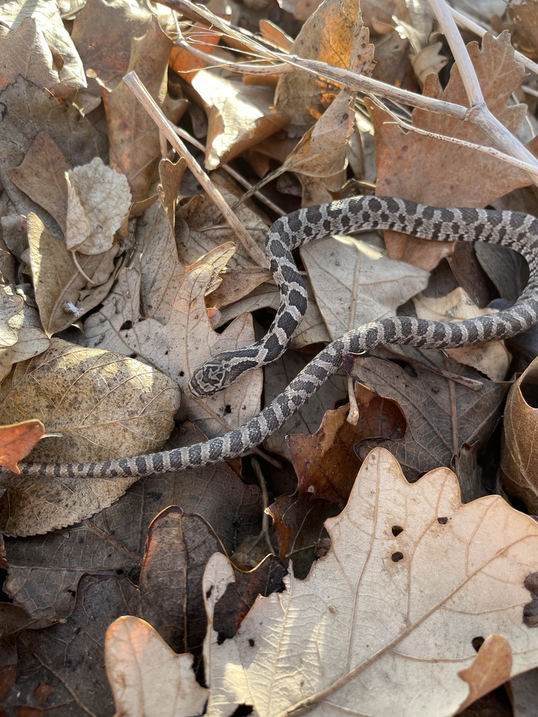 Western Foxsnake from Hickory Ln, Hudson, IA, US on March 02, 2022 at ...