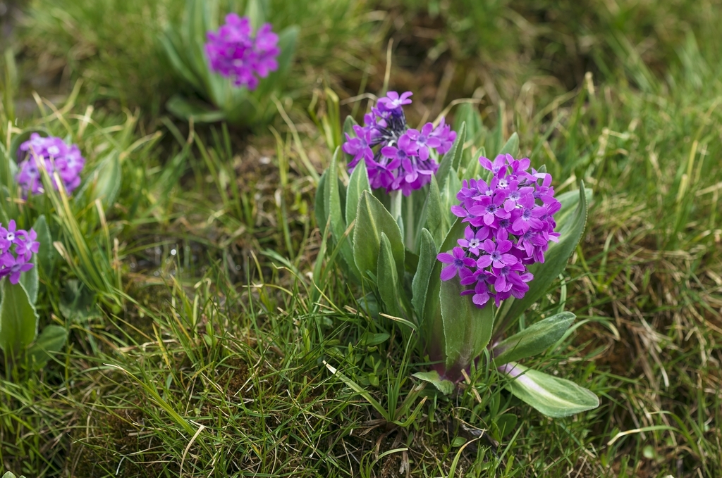 Primula nivalis turkestanica from Чуйская область, Киргизия on May 16 ...