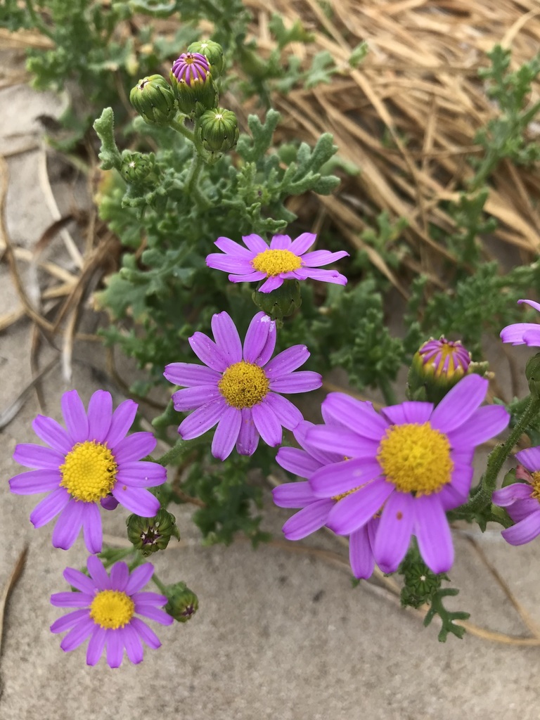 Red-purple Ragwort from Kleinmond, South Africa on March 2, 2022 at 10: ...