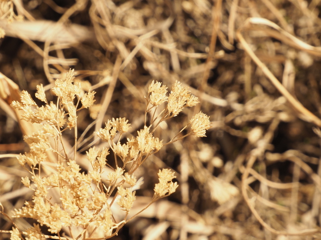 Broom Snakeweed from 9 Kneale Rd, Eldorado Springs, CO 80025, USA on ...