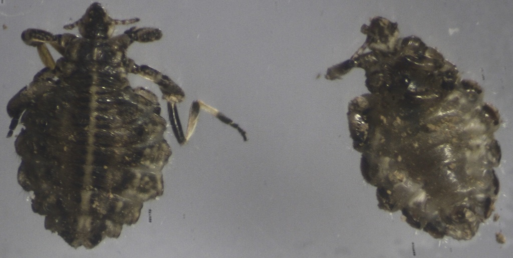 Sucking Lice from 台灣台北竹篙山 on March 01, 2022 at 04:22 PM by 胡正恆(Jackson ...