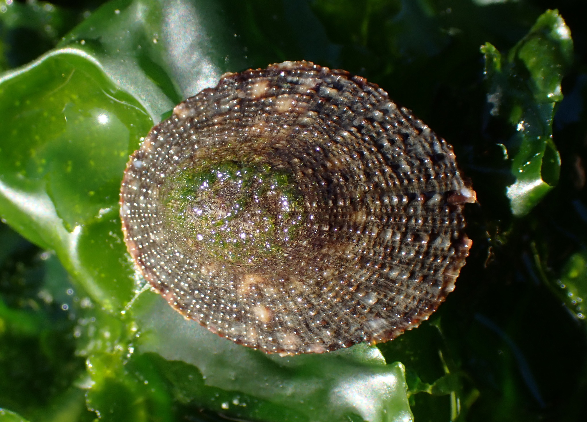 Lottia limatula (Carpenter, 1864)