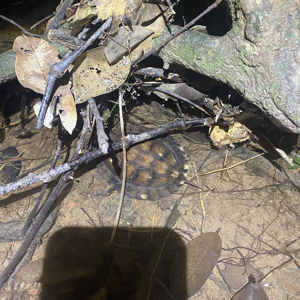 Enigmatic Leaf Turtle in March 2022 by Yingyod Lapwong · iNaturalist