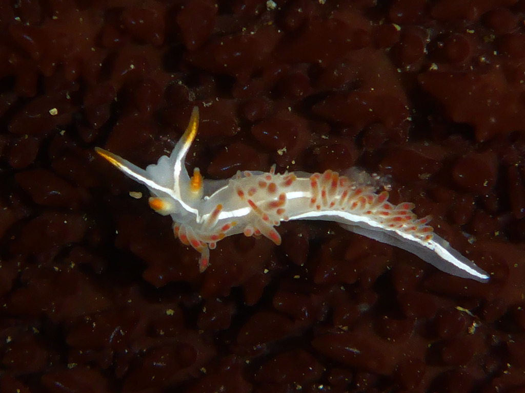 Three-lined Aeolid (Nudibranchs of Pillar Point) · iNaturalist