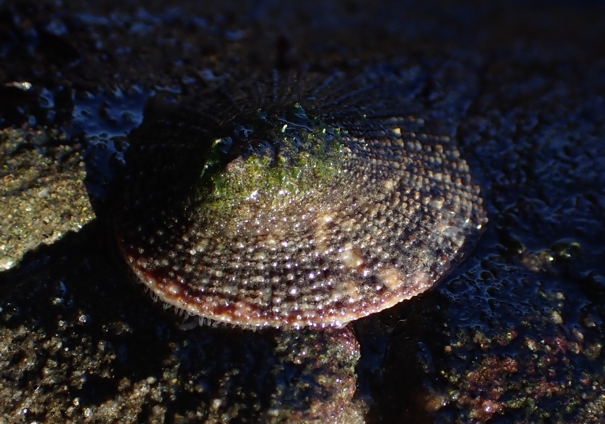 Lottia limatula (Carpenter, 1864)