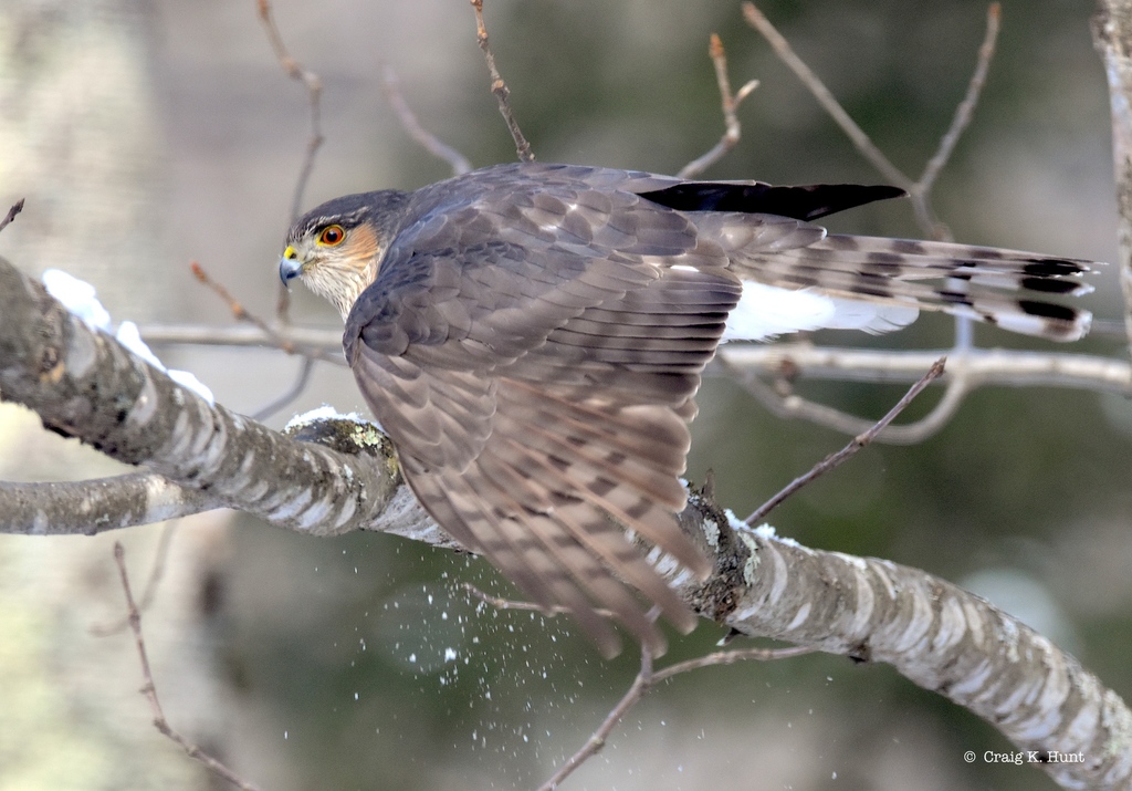 Accipiters (Accipiter) - Avian Discovery