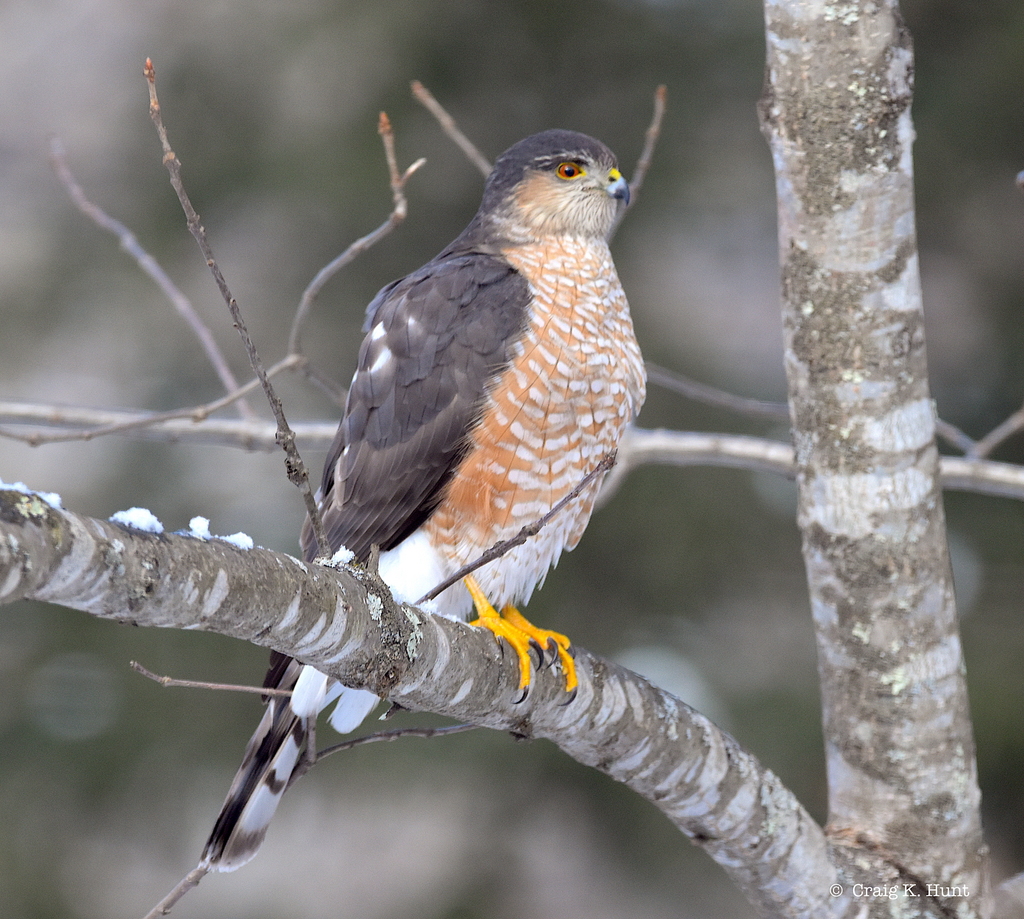 Accipiters (Accipiter) - Avian Discovery