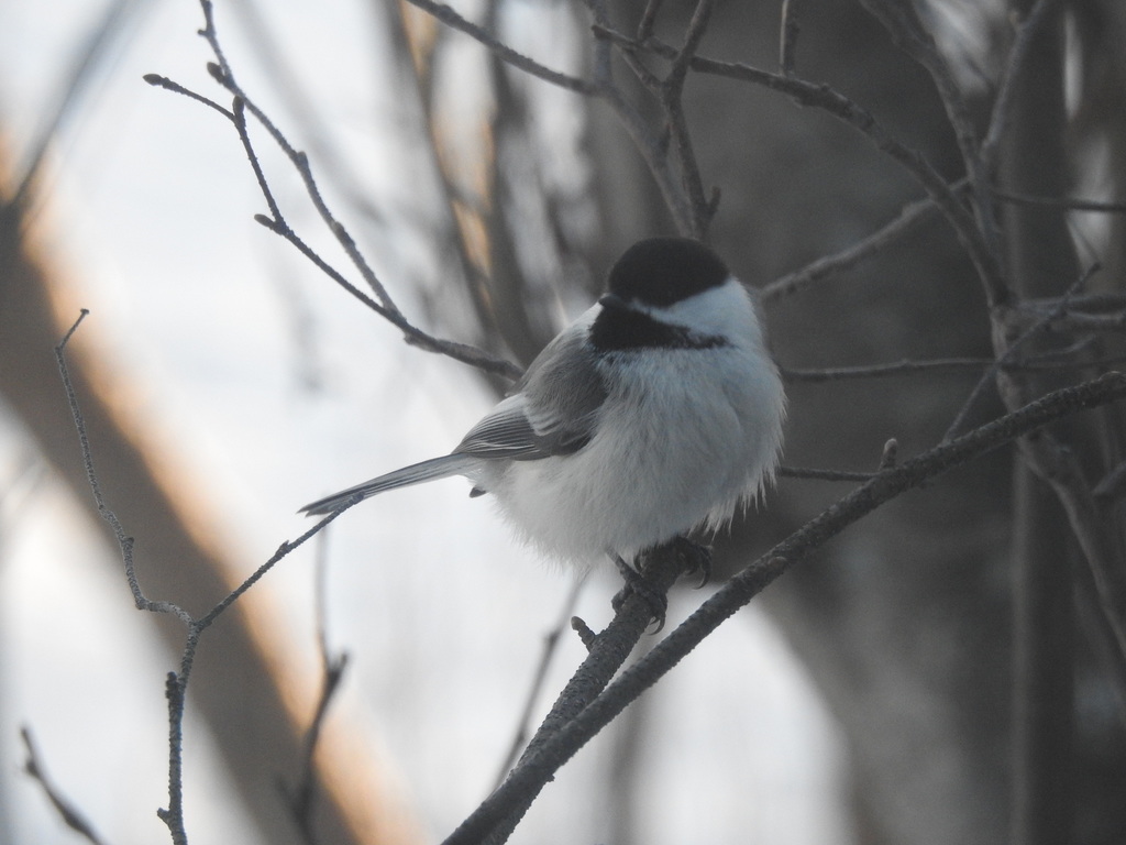 Black-capped Chickadee from Bethel, AK, USA on February 28, 2022 at 06: ...