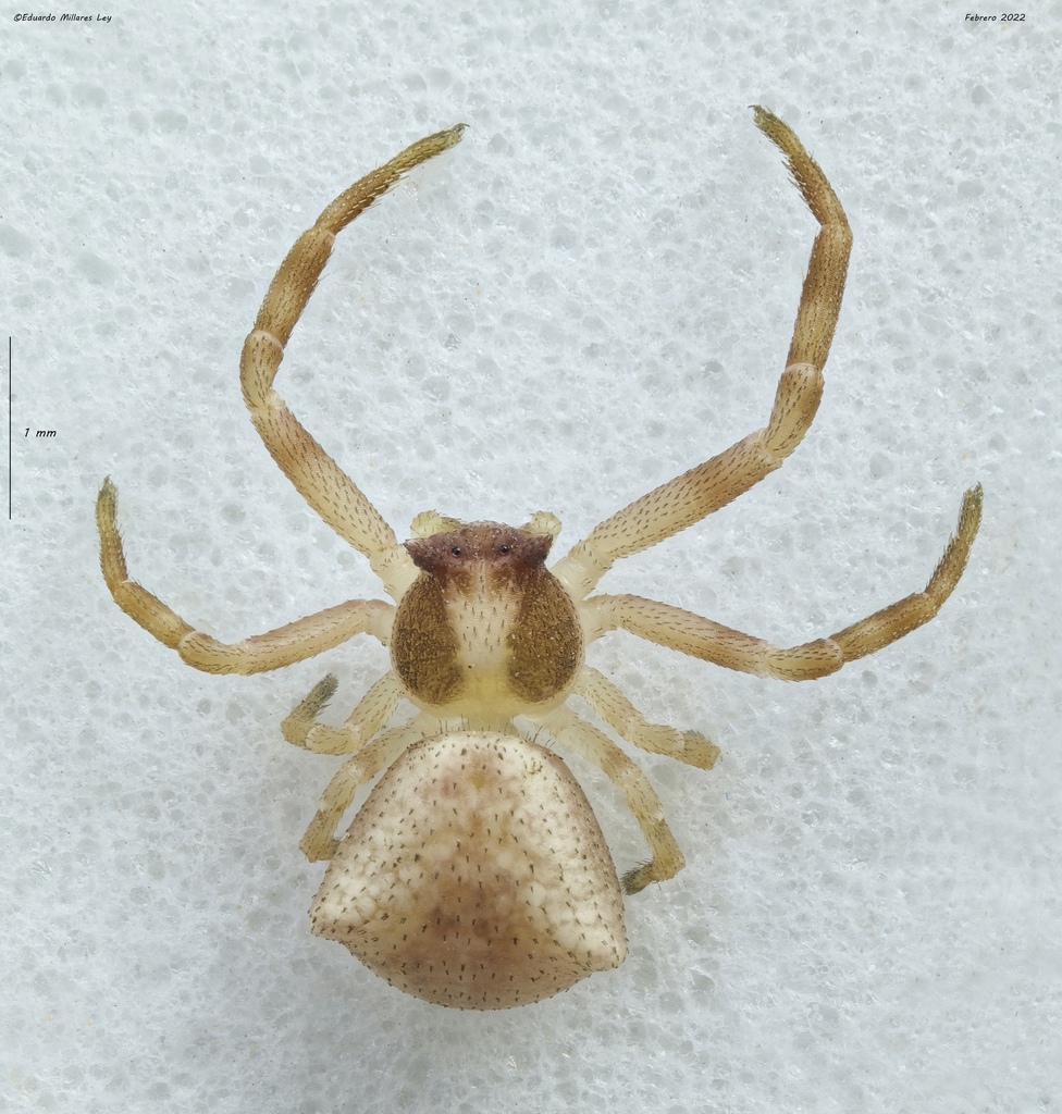 Thomisus onustus (Crab spiders of Scandinavia) · iNaturalist