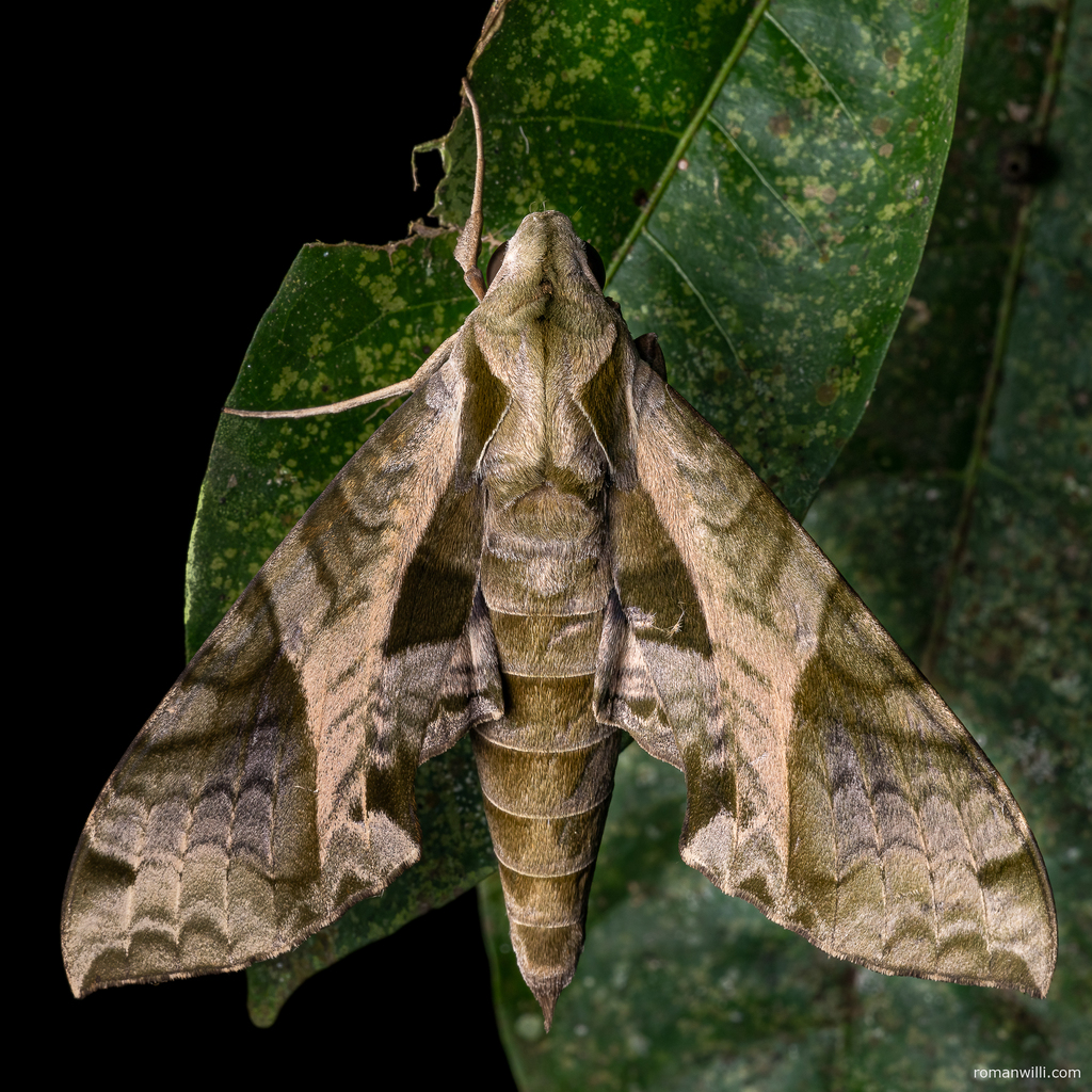 Eumorpha megaeacus (Lepidoptera of Bijagual) · iNaturalist