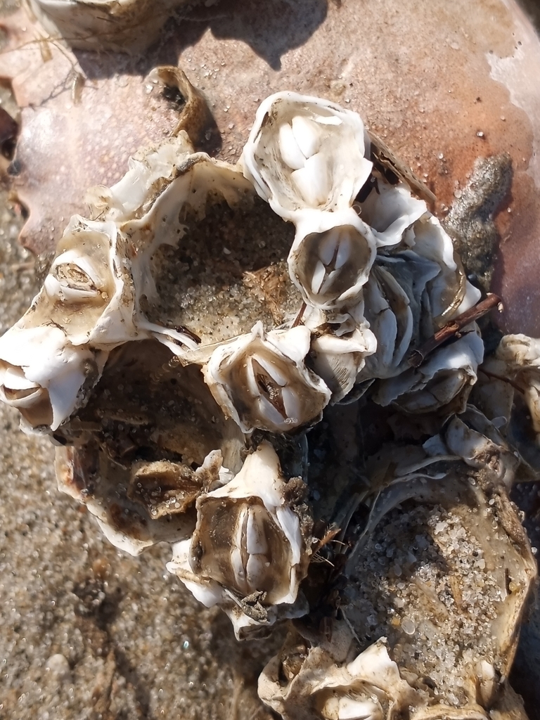 Turtle Barnacle from Sussex County, DE, USA on March 02, 2022 at 09:42 ...