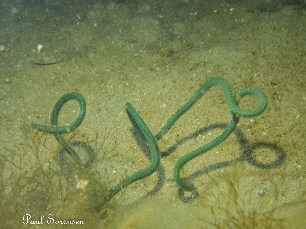 Eunicidae from Blairgowrie Pier, Victoria, Australia on February 23 ...