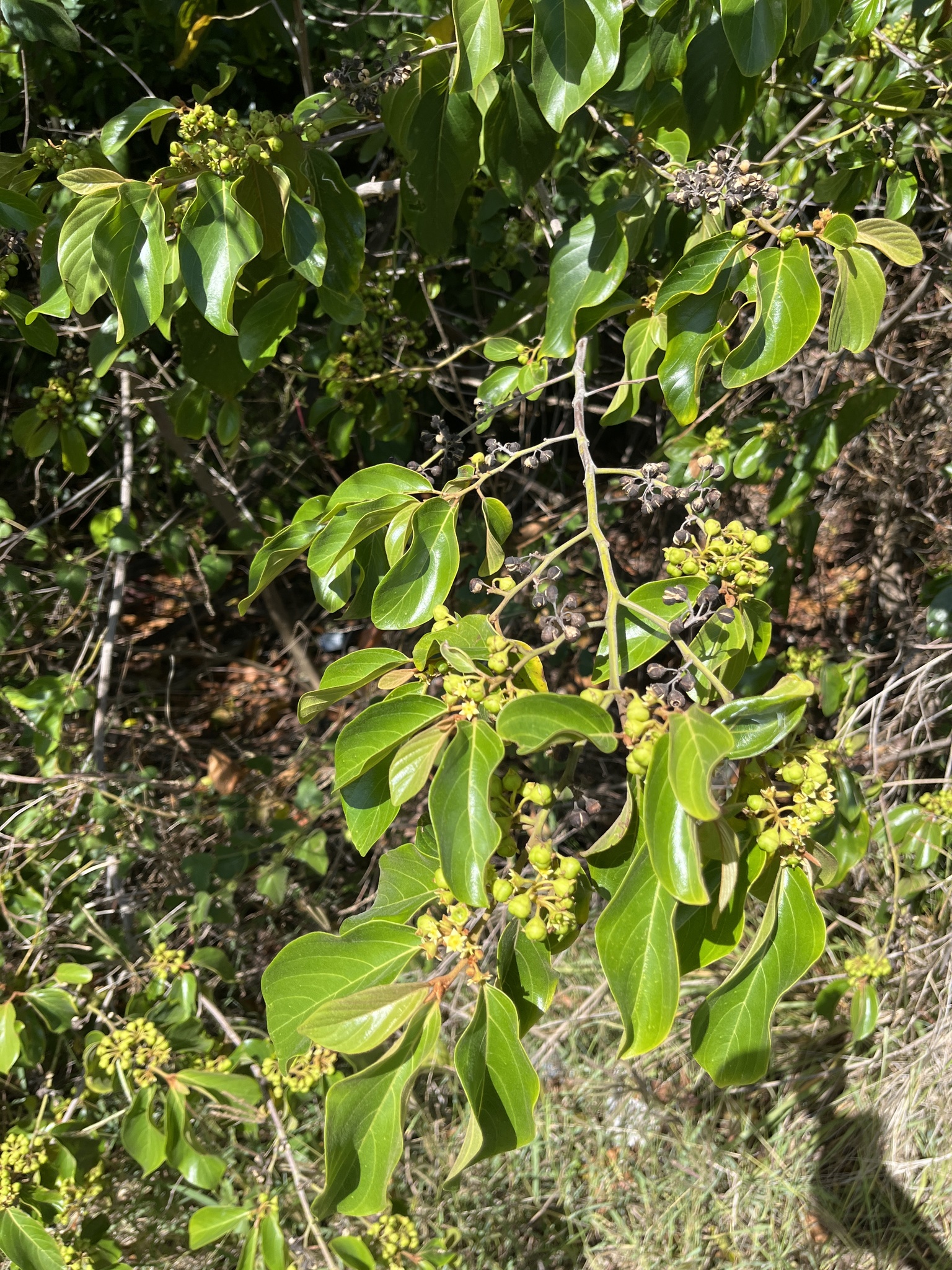 Colubrina arborescens (Mill.) Sarg.