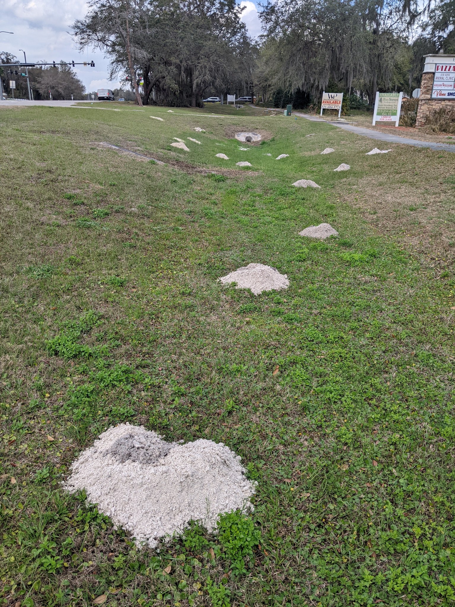 Geomys pinetis Rafinesque, 1817