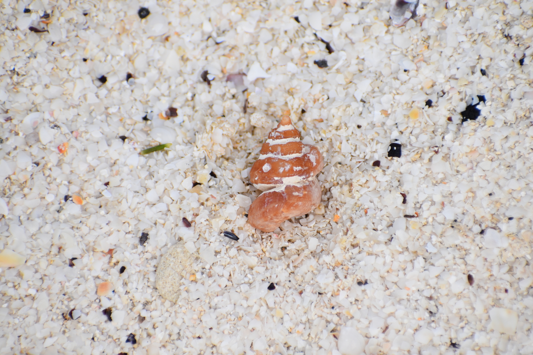 Vermicularia knorrii (Deshayes, 1843)