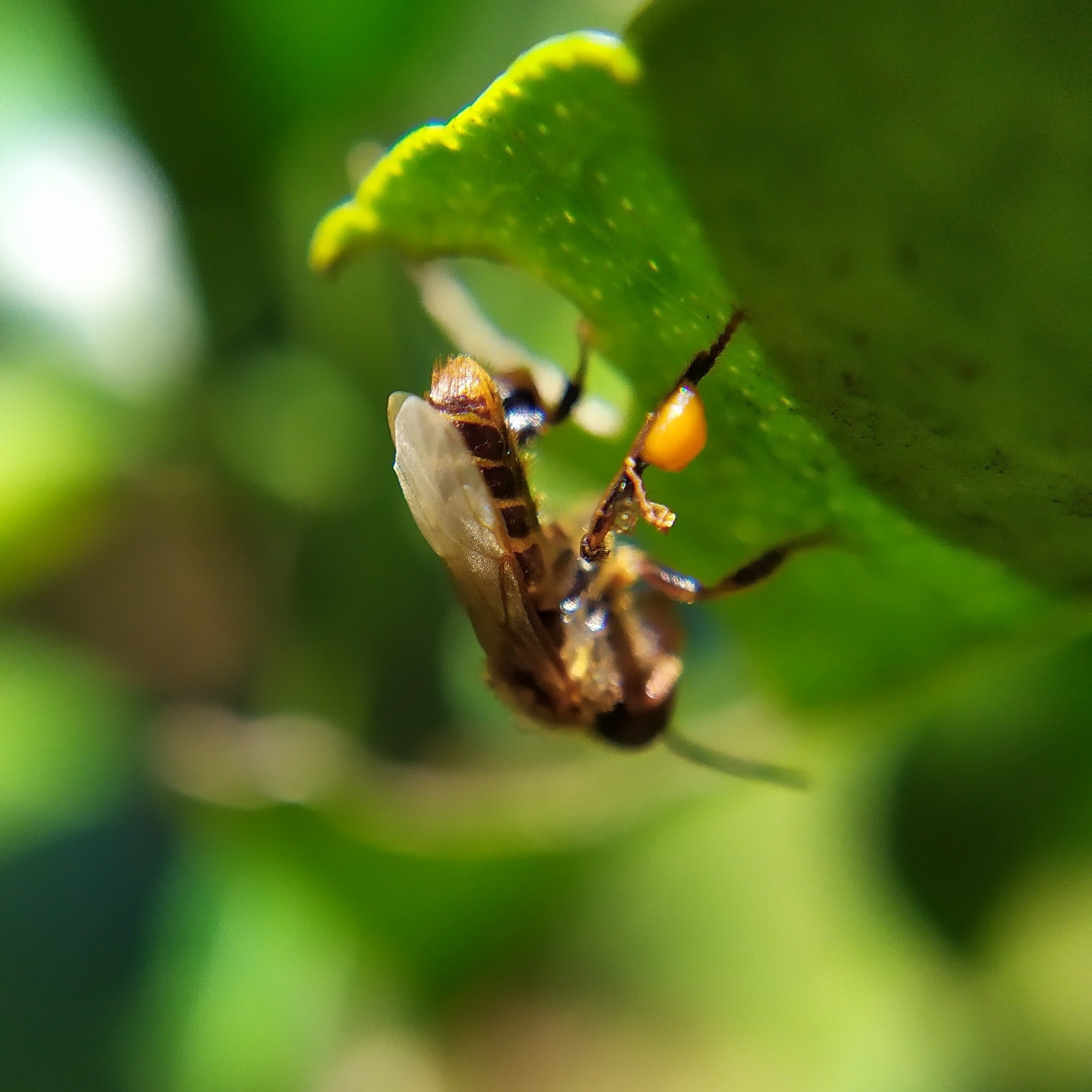 Tetragona clavipes (Fabricius, 1804)