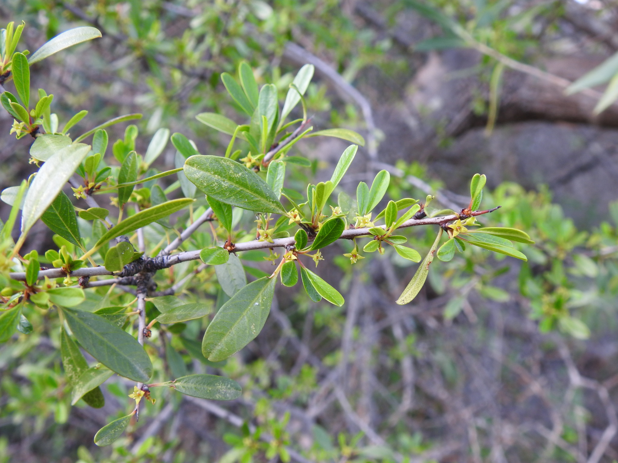 Rhamnus oleoides L.