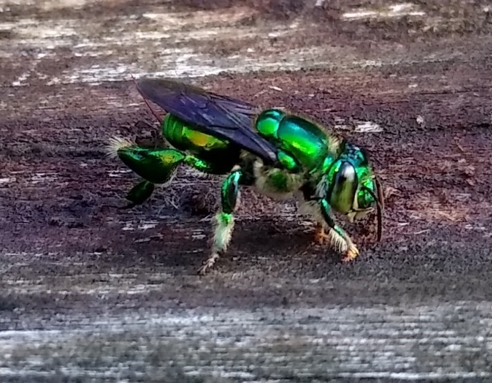Typical Orchid Bees from State of Amazonas, Brazil on July 07, 2021 at ...