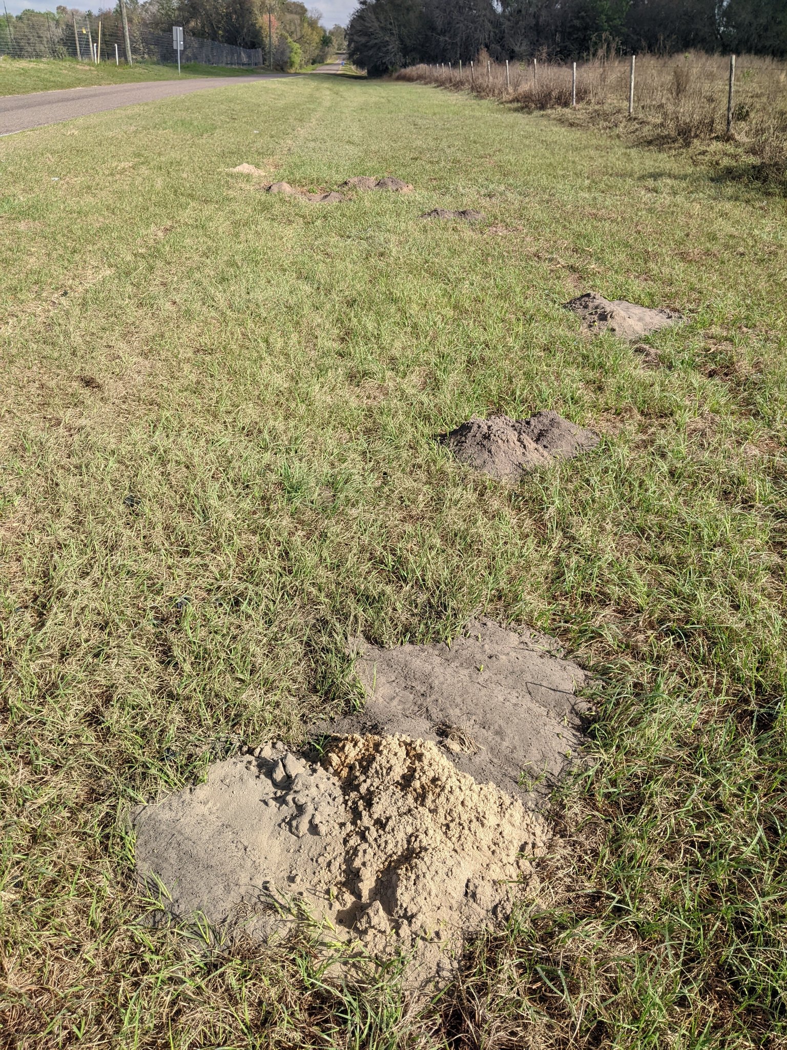 Geomys pinetis Rafinesque, 1817