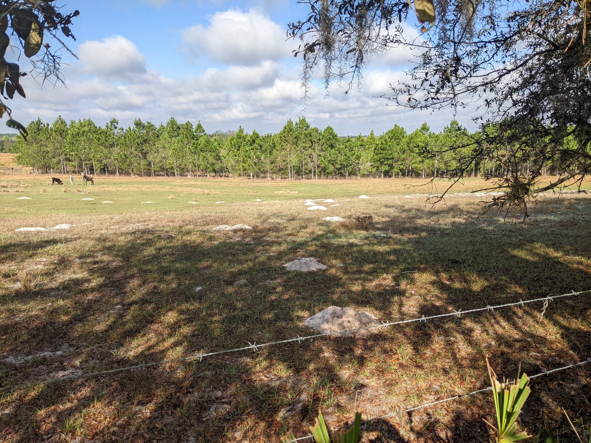 Geomys pinetis Rafinesque, 1817