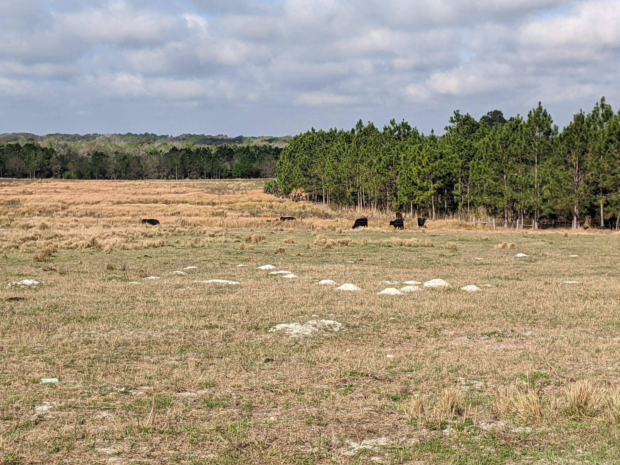 Geomys pinetis Rafinesque, 1817