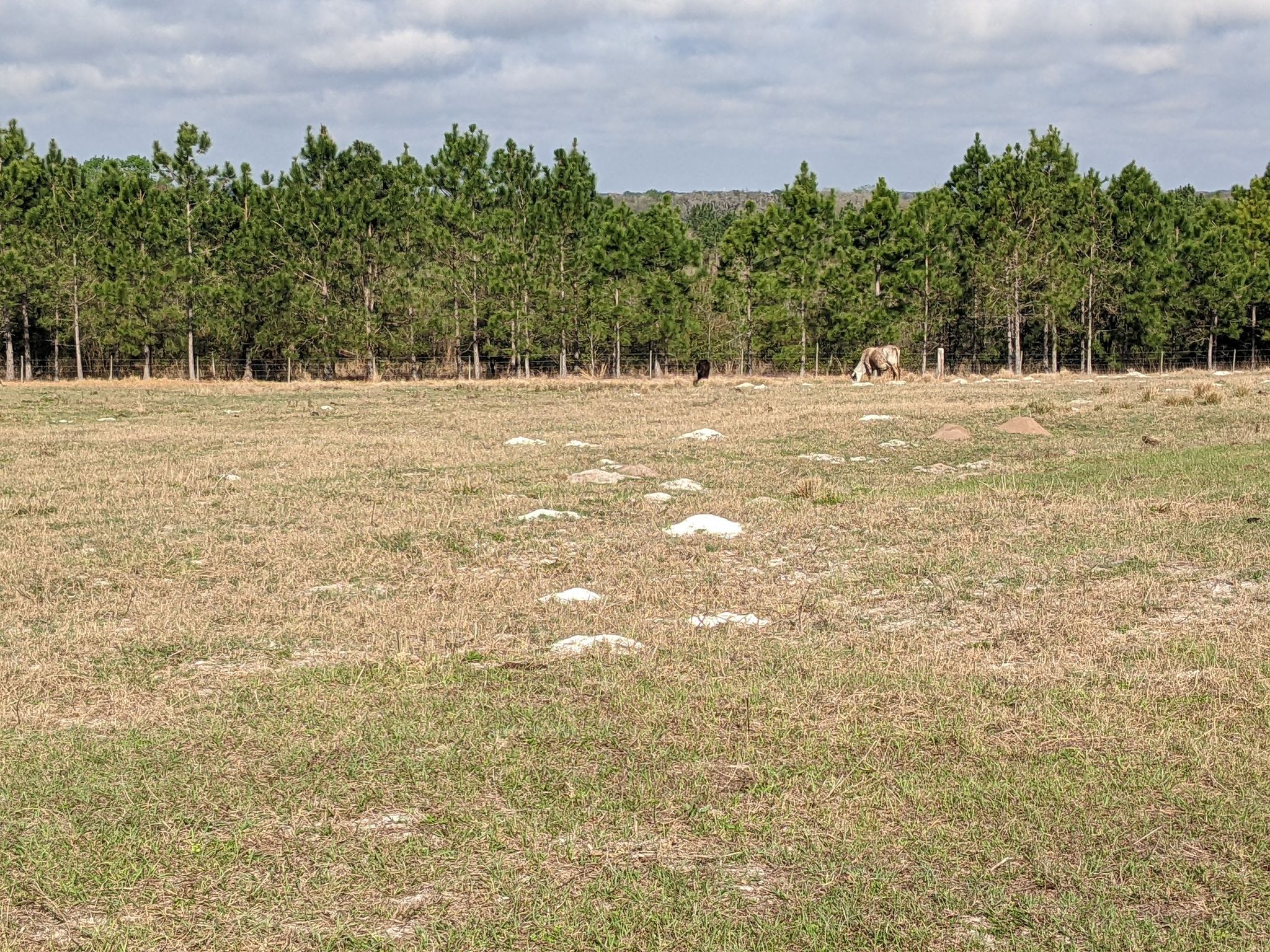 Geomys pinetis Rafinesque, 1817