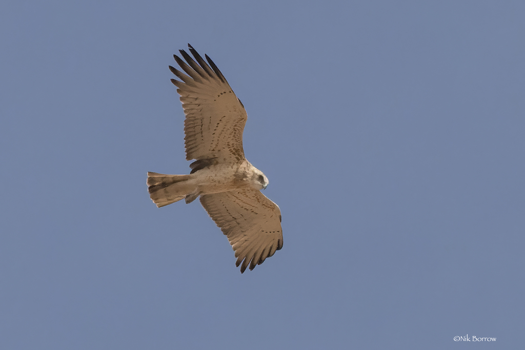Short-toed Snake-Eagle from Louga Region, Senegal on January 26, 2022 ...