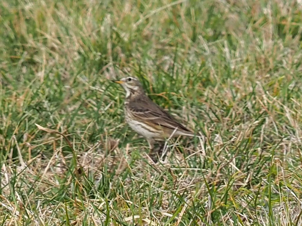 American Pipit from Williamson County, TX, USA on March 02, 2022 at 09: ...