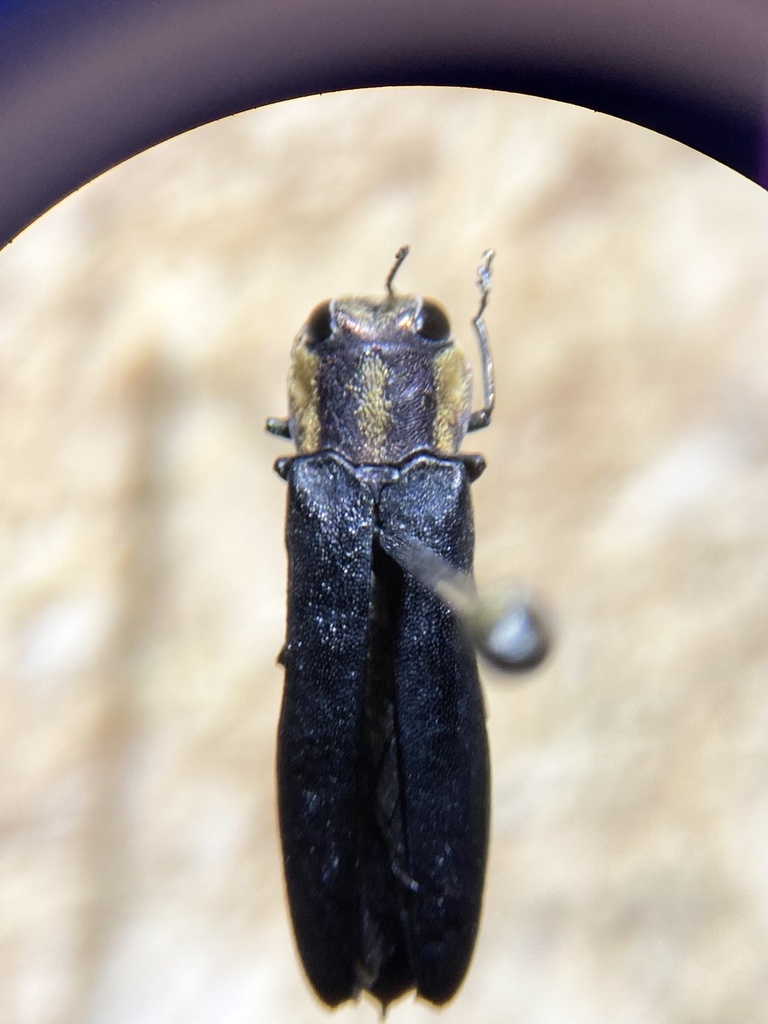 Audacious Elm Agrilus from Anderson Ave, Melbourne, KY, US on June 30 ...