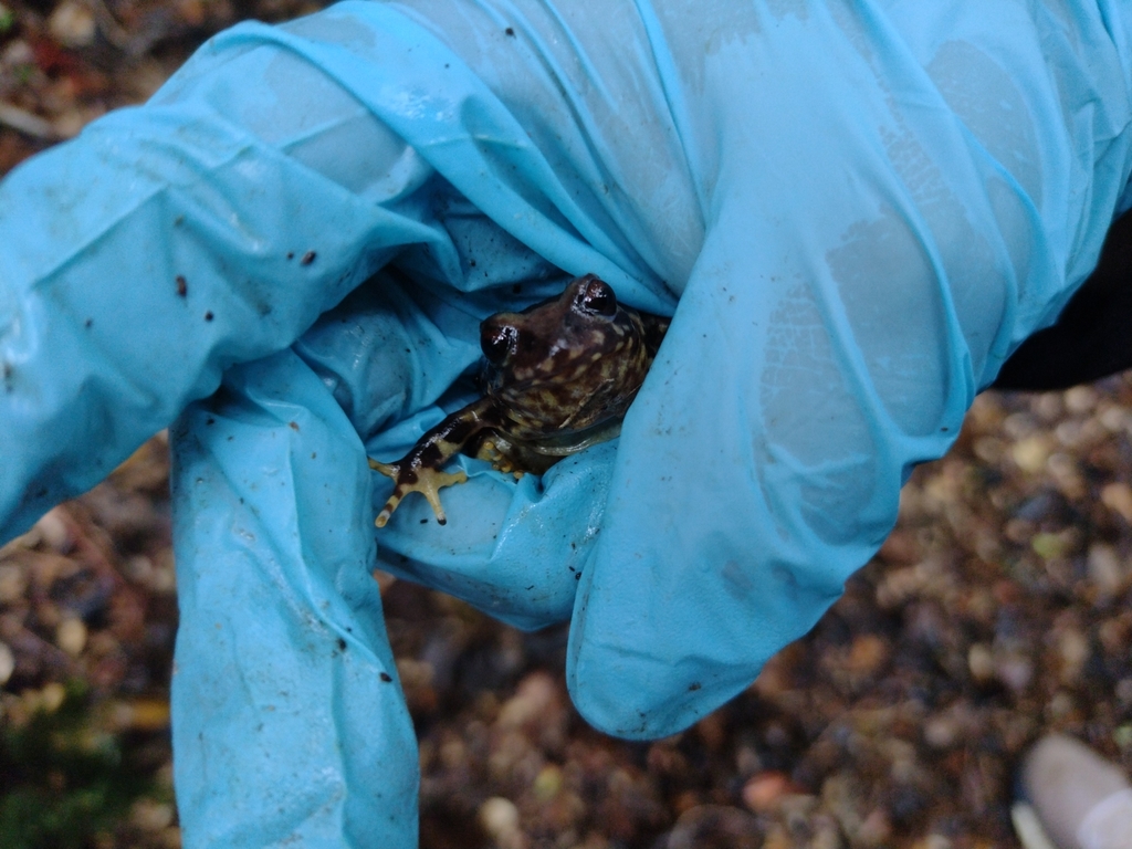 Rosy Ground Frog from Corral, Los Ríos, Chile on March 2, 2022 at 03:44 ...